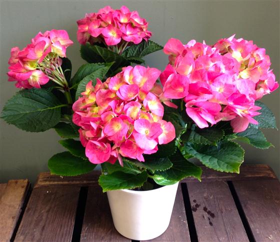 Pink Hydrangea Evergreens Florist Keswick