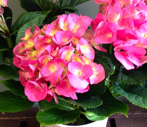 Pink Hydrangea Evergreens Florist Keswick