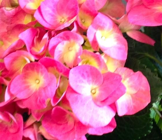 Pink Hydrangea Evergreens Florist Keswick